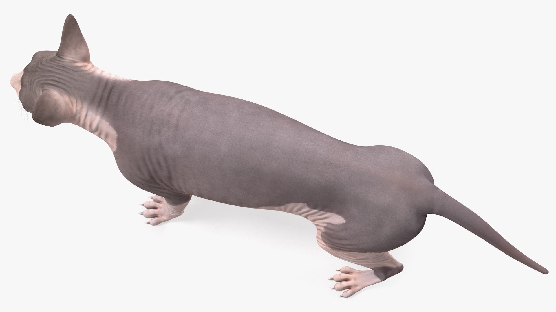 Rigged Sphynx Cat With Cat Scratching Post Collection For Cinema 4D 3D ...