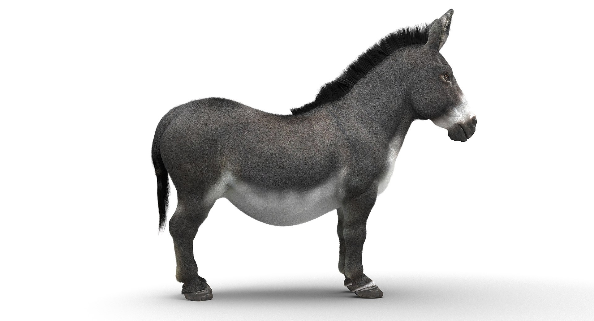 donkey horse max