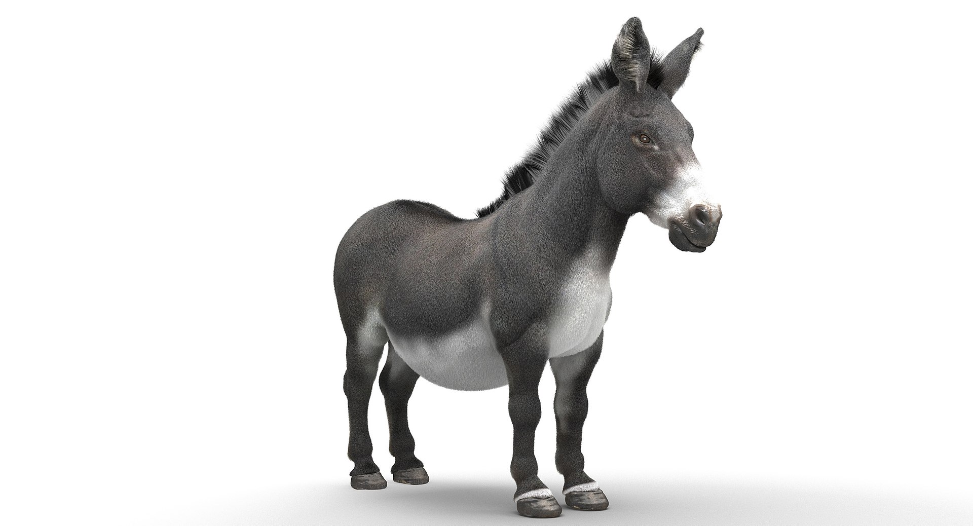 donkey horse max