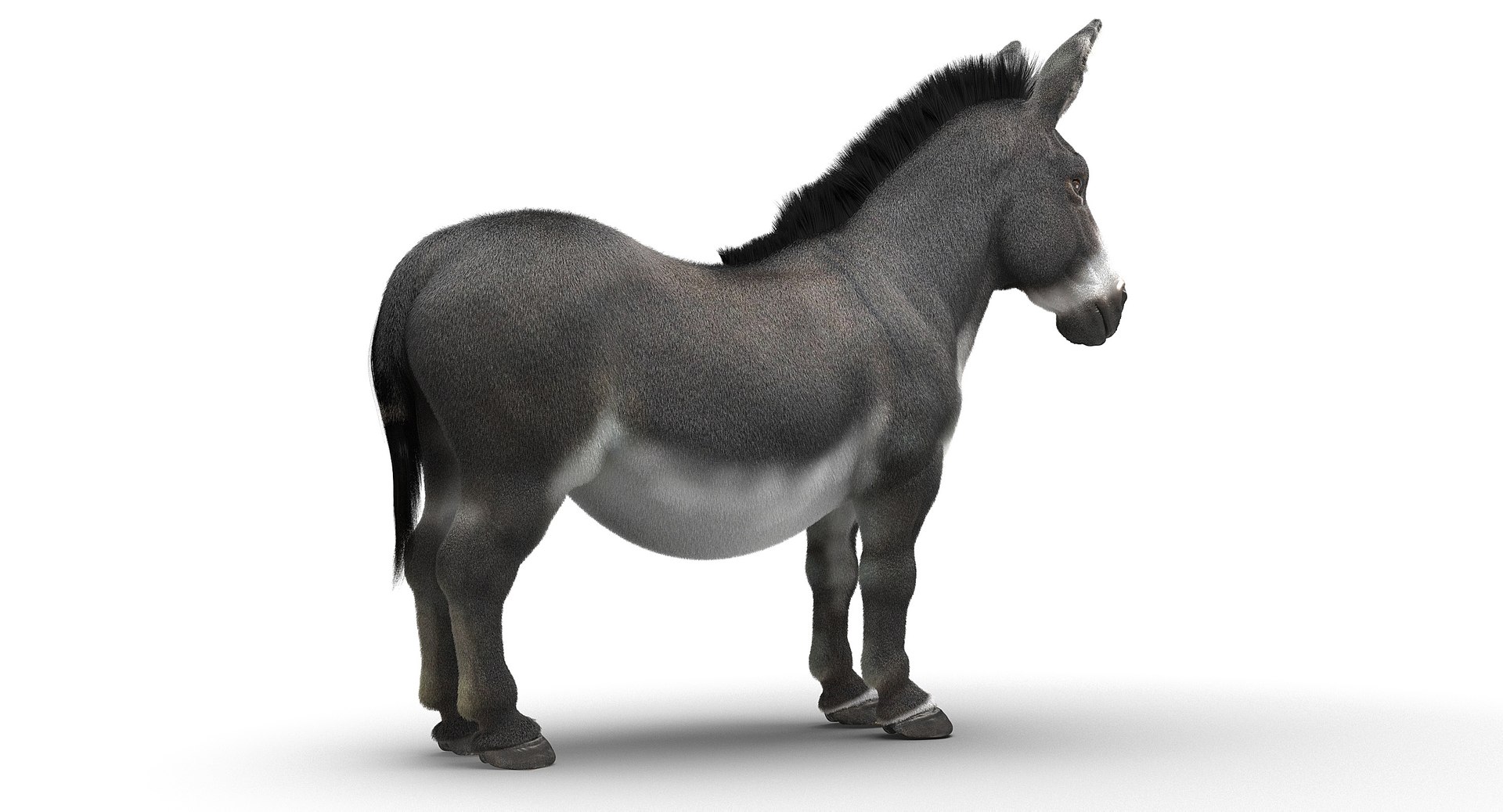 donkey horse max