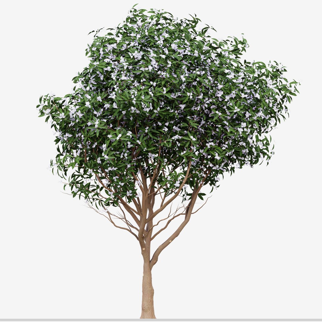 3D Set of Michelia Maudiae or Magnolia maudiae Tree - 2 Trees model ...