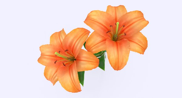 3D lily modeled petal model - TurboSquid 1151058