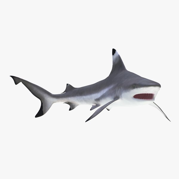 3d model caribbean reef shark rigged