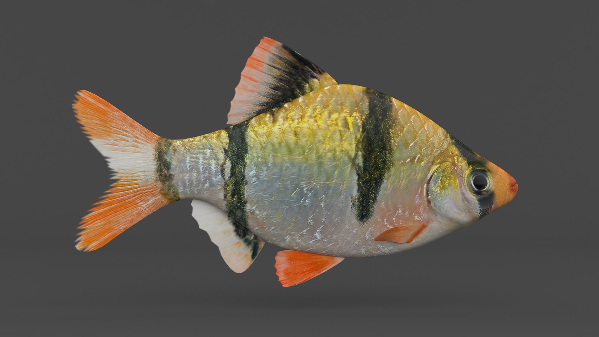 Tiger Barb Fish 3D Model - TurboSquid 2195582