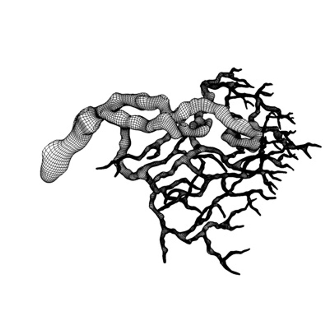 3d Model Roots