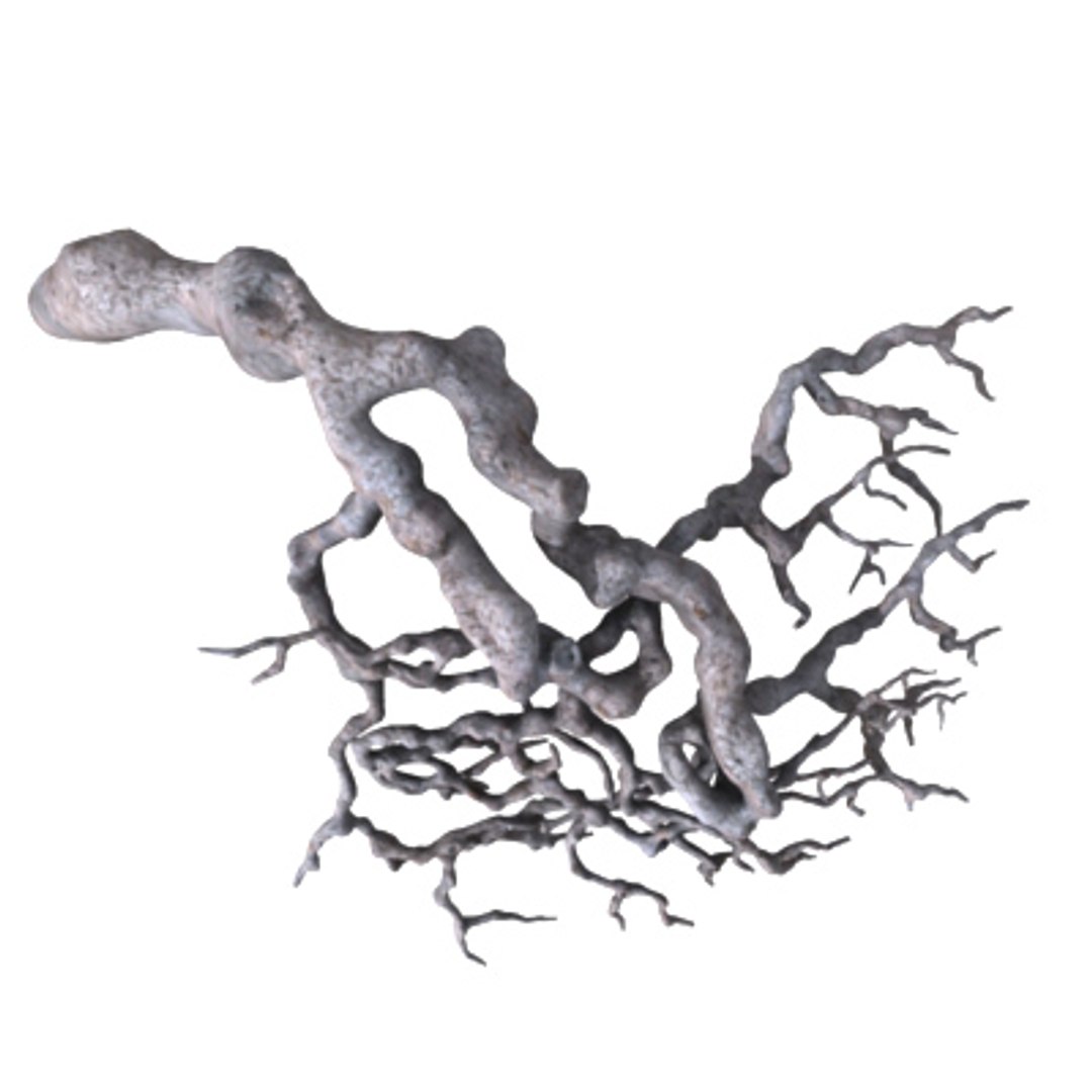 3d Model Roots