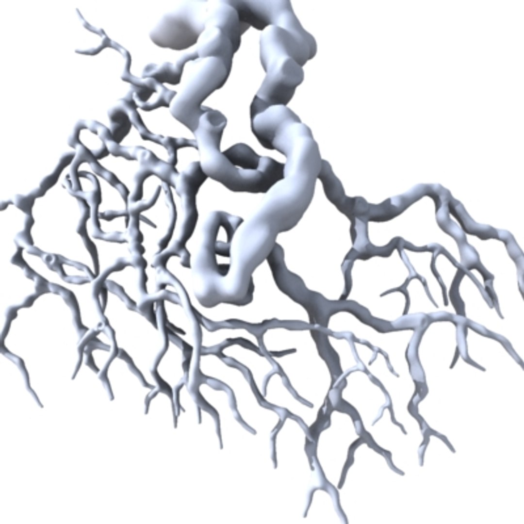 3d Model Roots