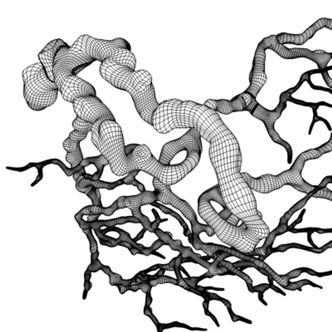 3d Model Roots