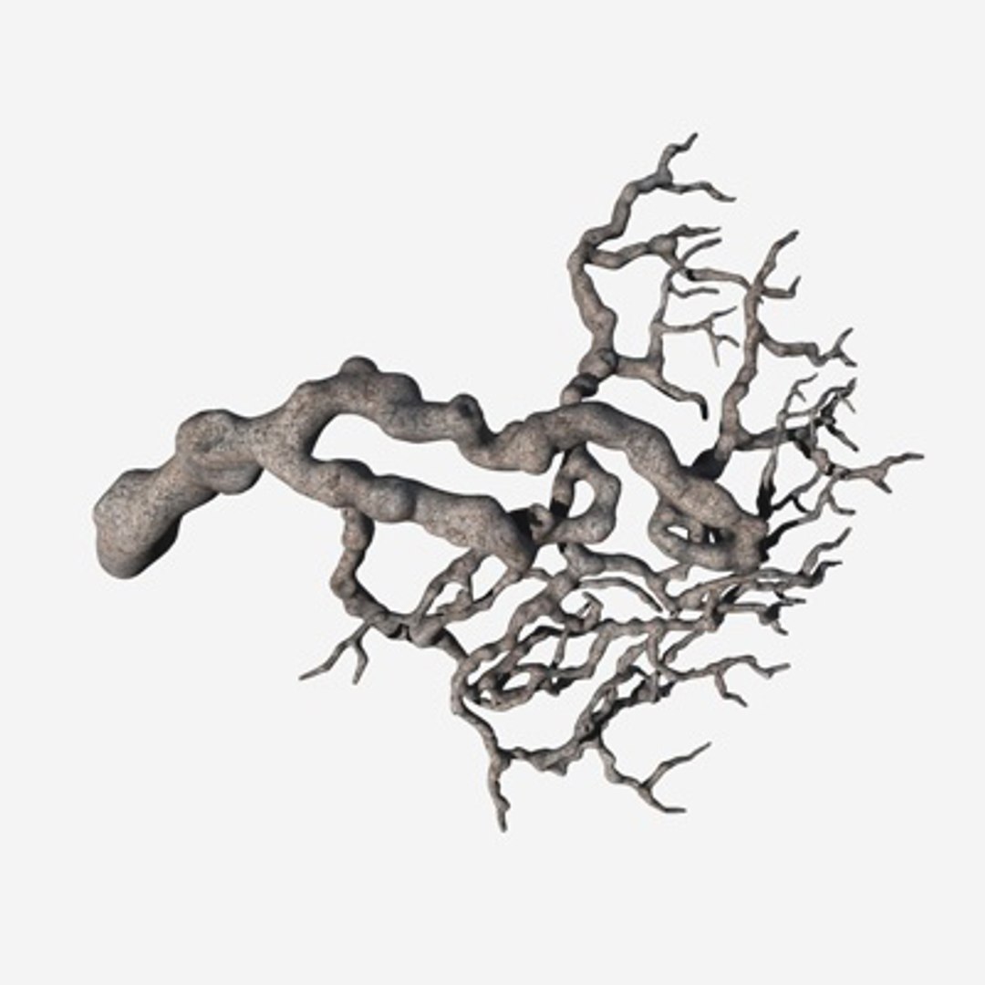3d Model Roots