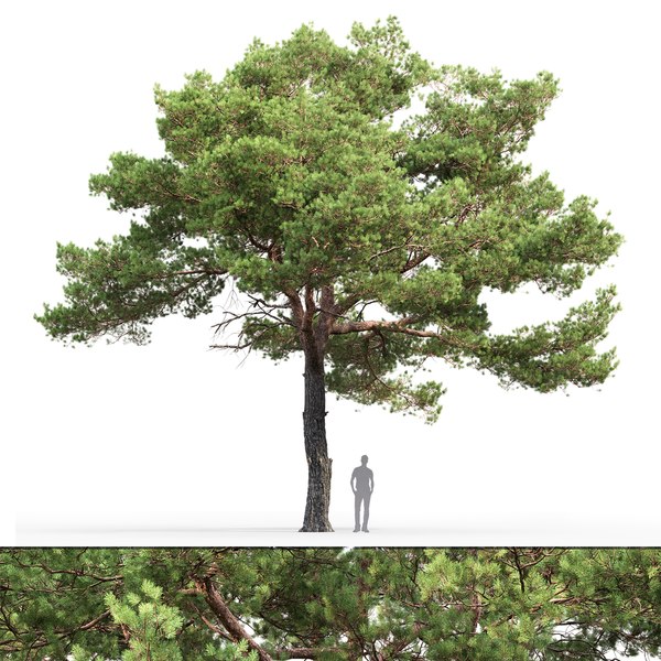 Pine parasol tree 3D model - TurboSquid 1171005