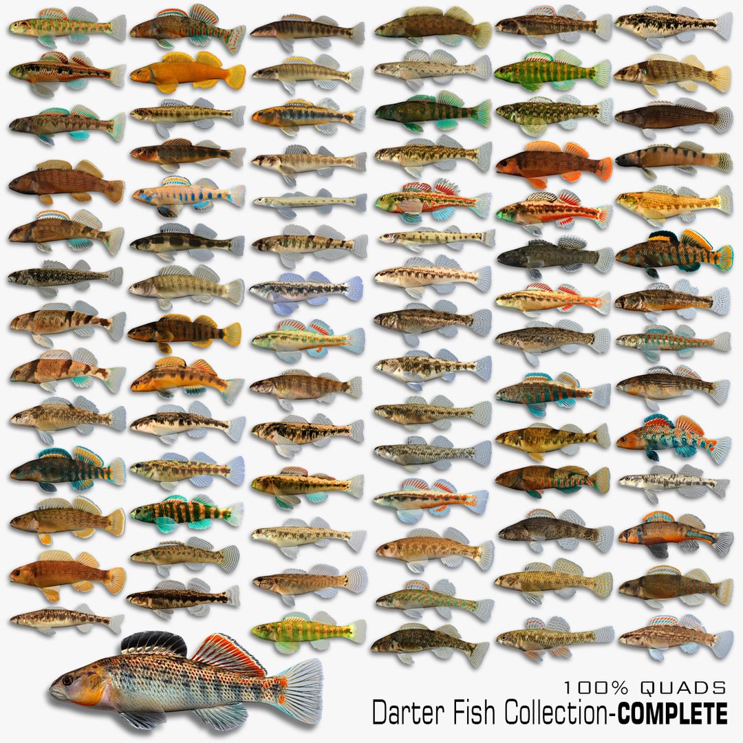 3d Darter Fish Model