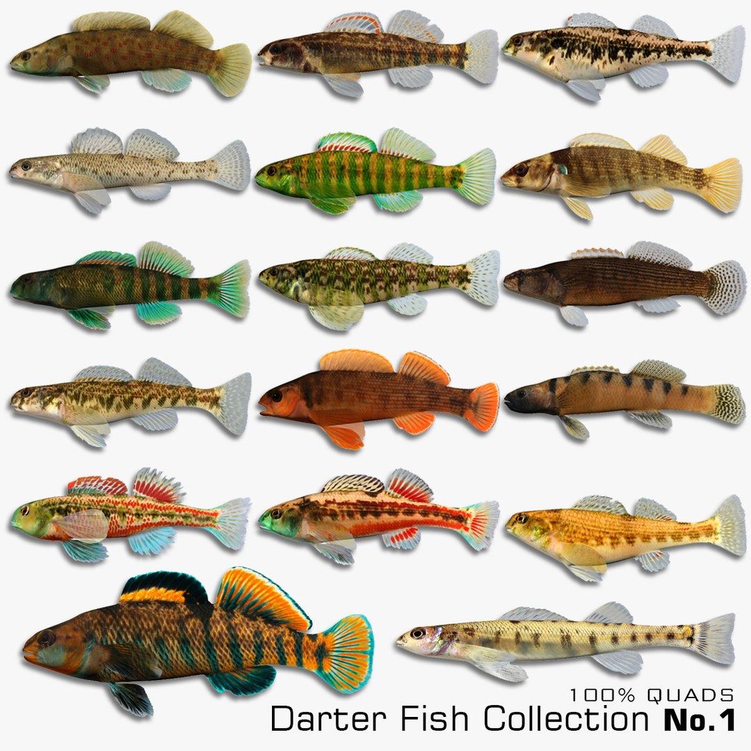 3d Darter Fish Model