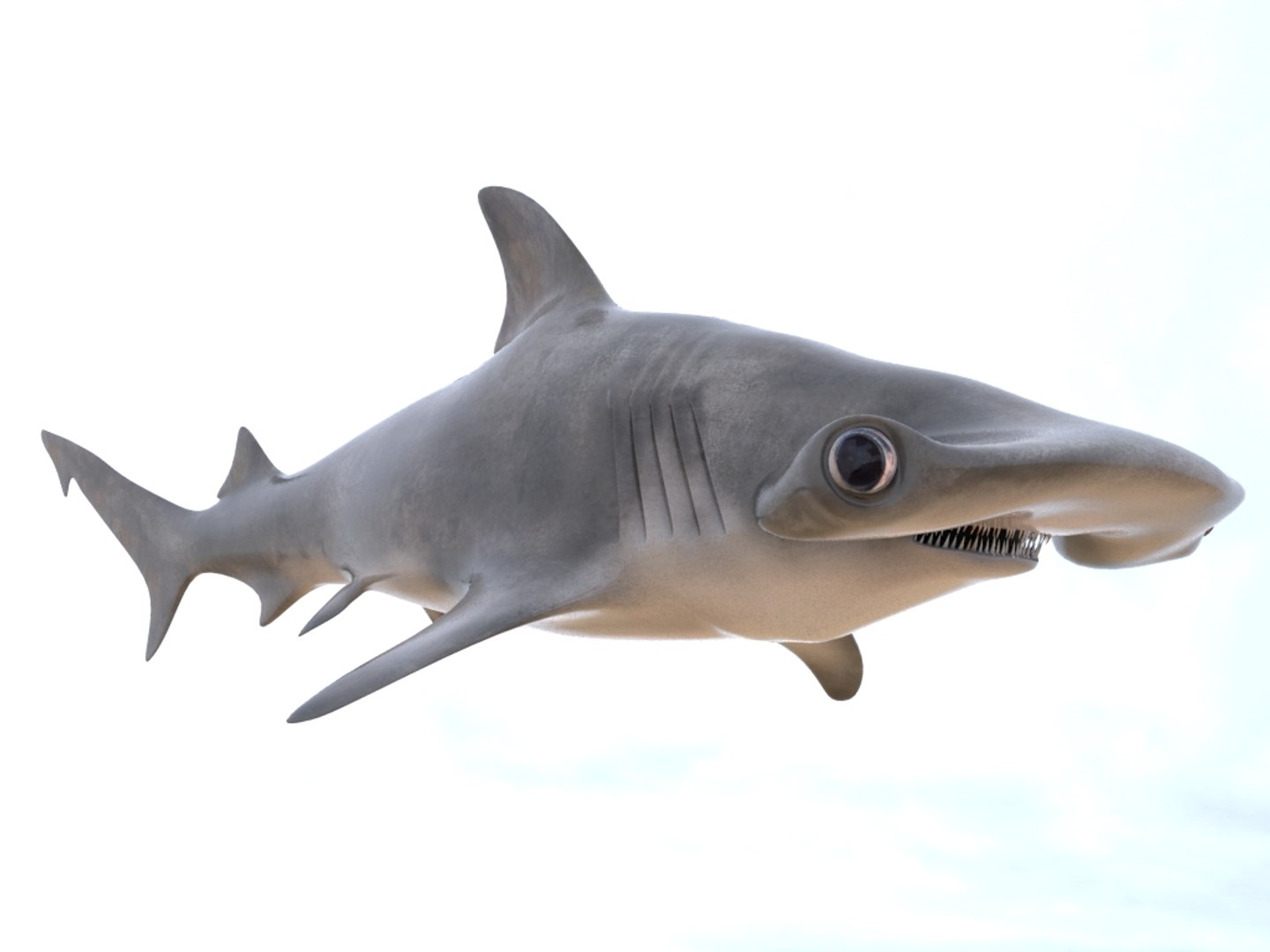 realistic hammerhead shark 3d model