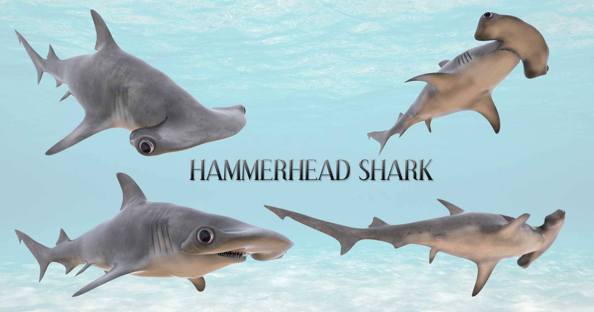 realistic hammerhead shark 3d model