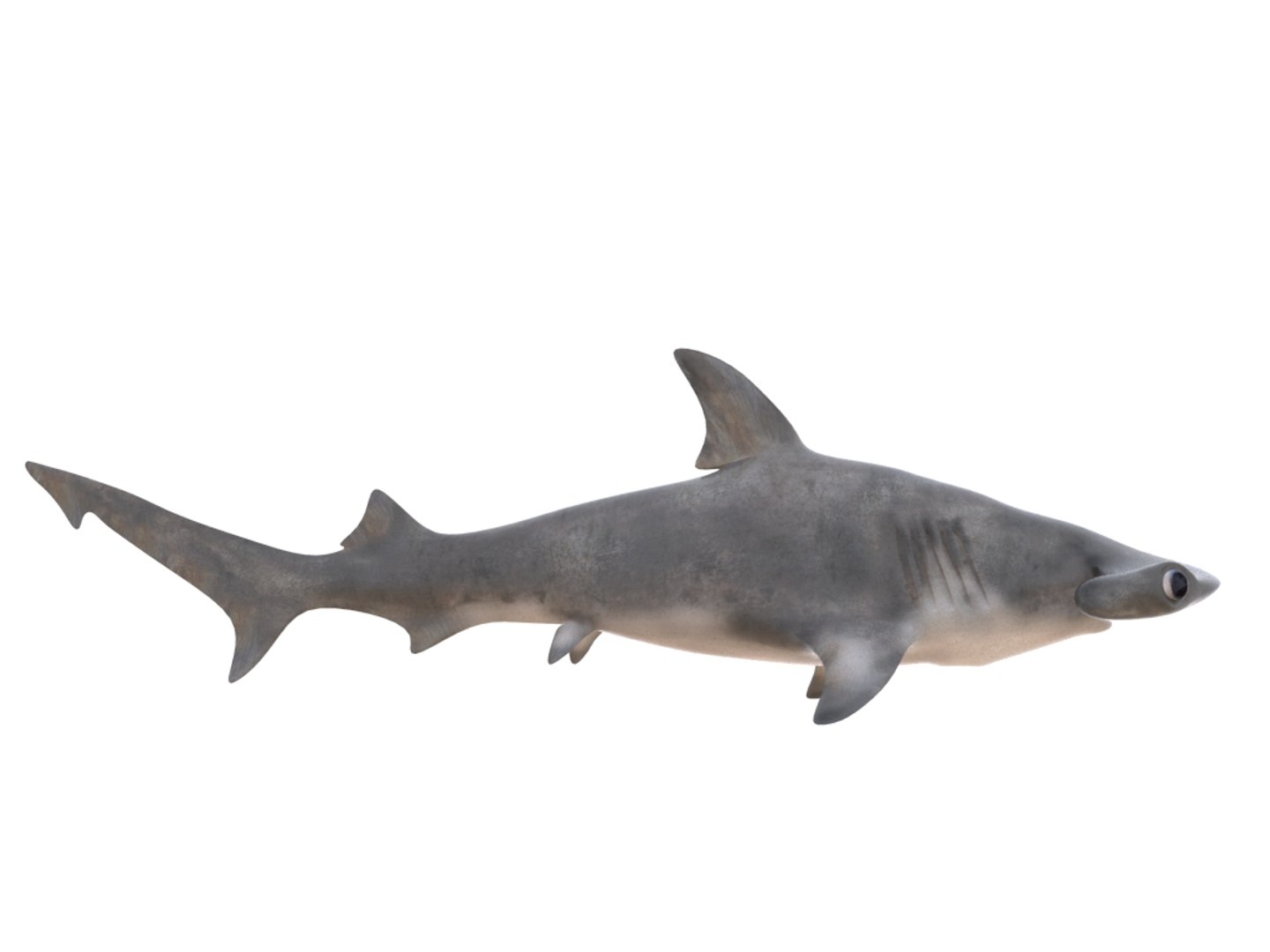 realistic hammerhead shark 3d model