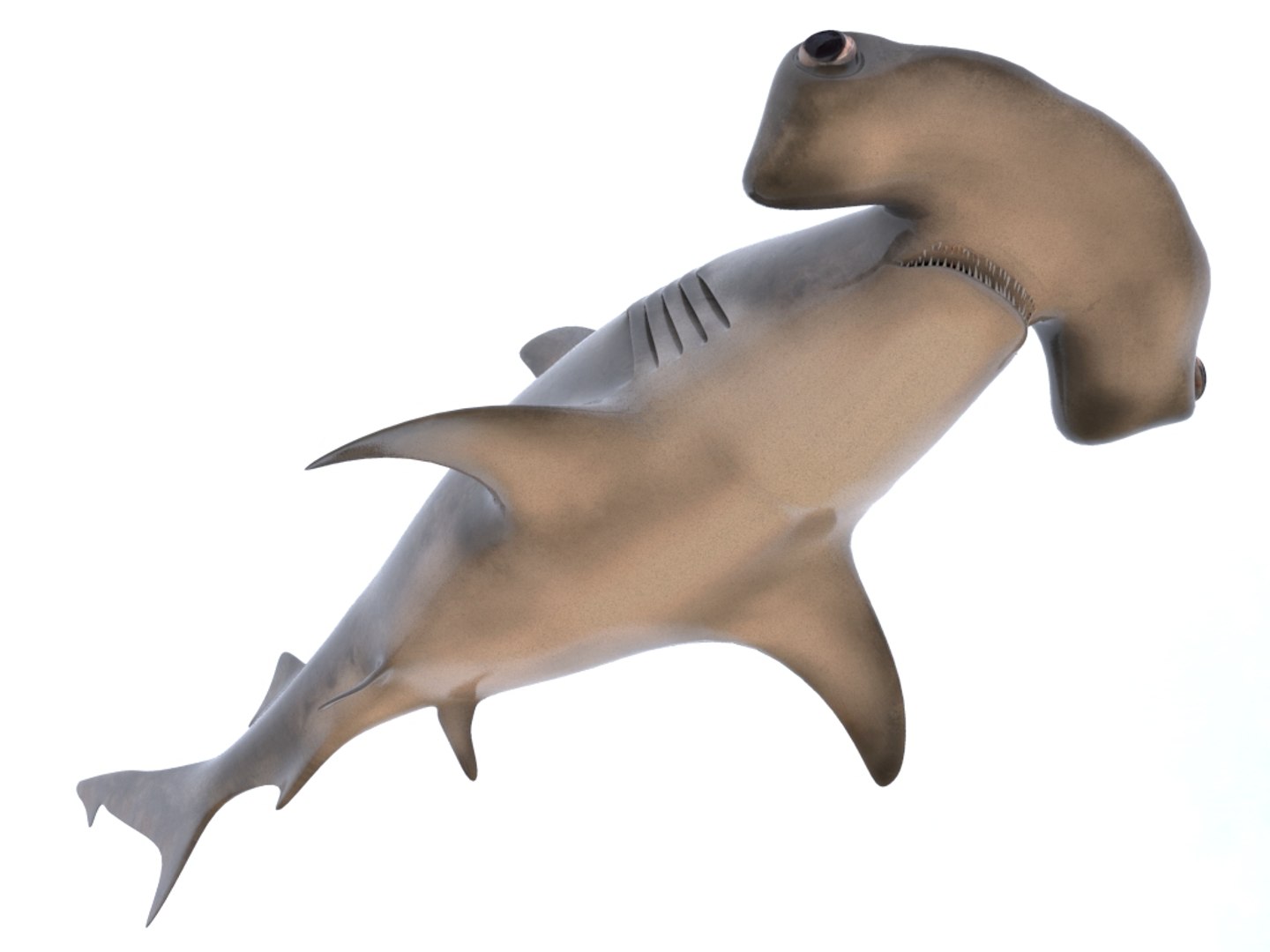 realistic hammerhead shark 3d model