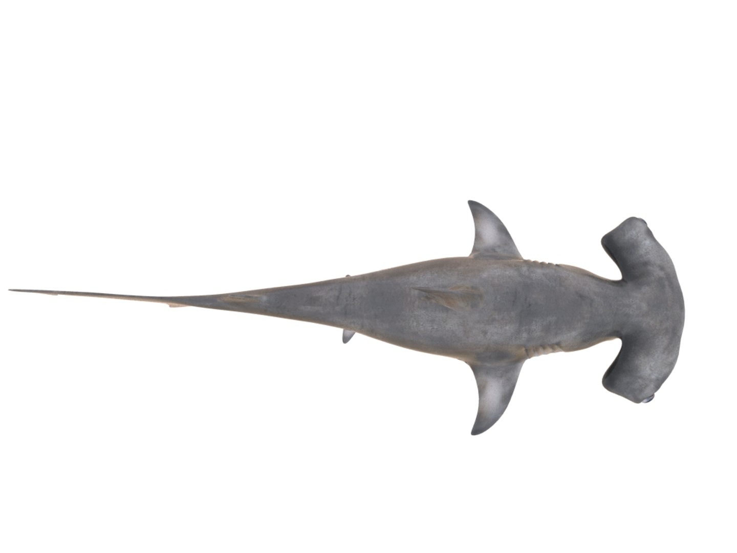 realistic hammerhead shark 3d model