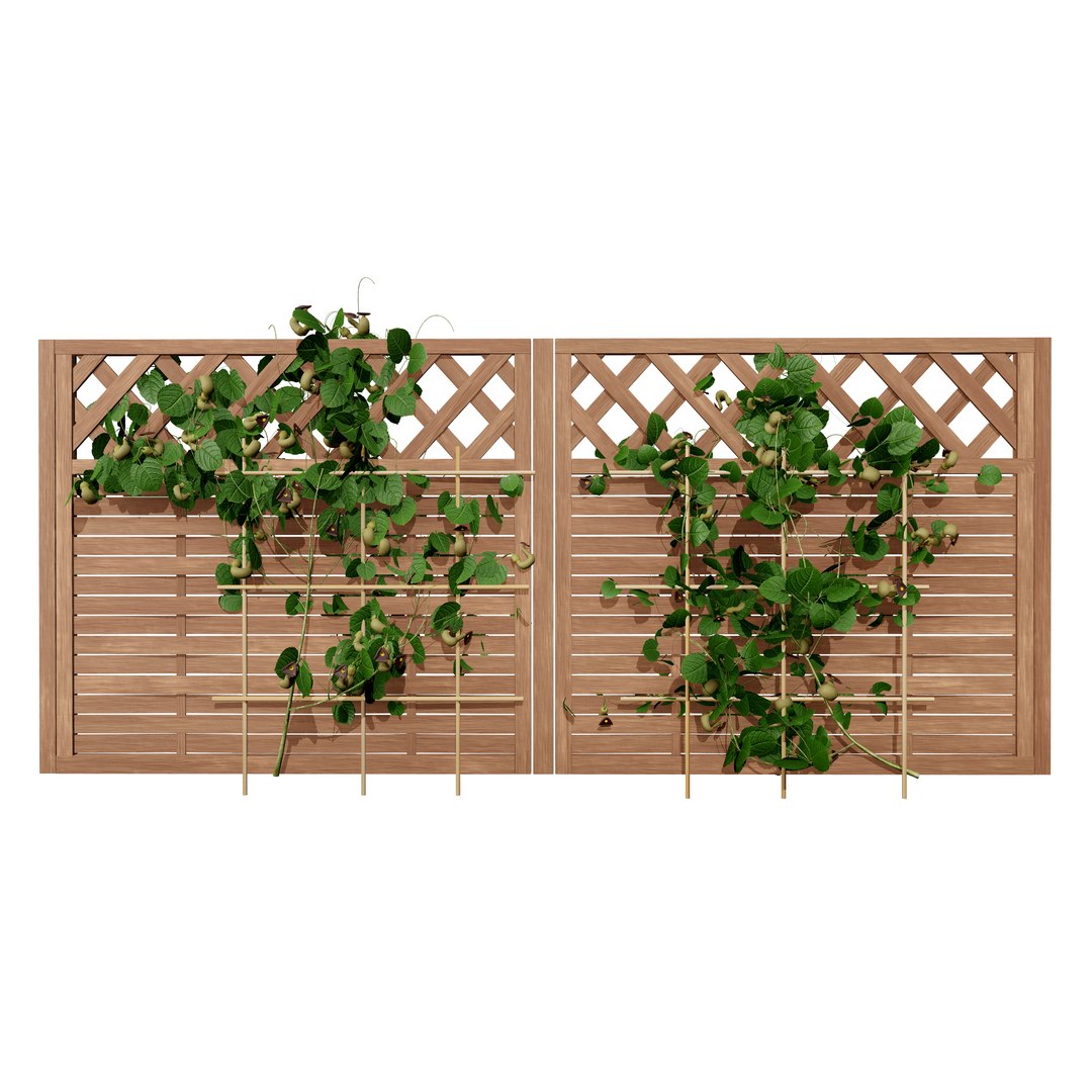 3D flowering and fruiting Pipevine 3d model - TurboSquid 2175025