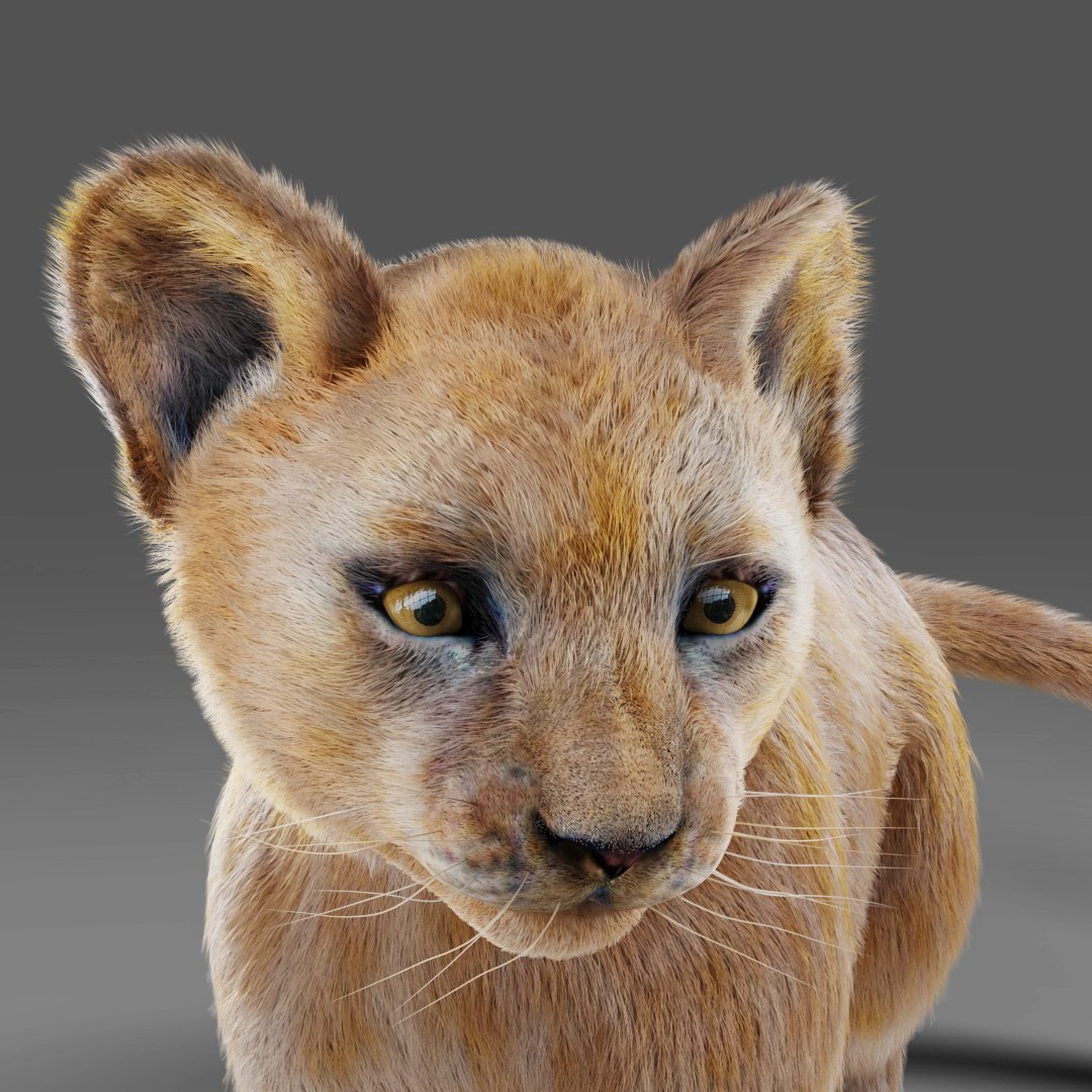 Fur Baby Lion Rigged In Blender 3D - TurboSquid 2024121