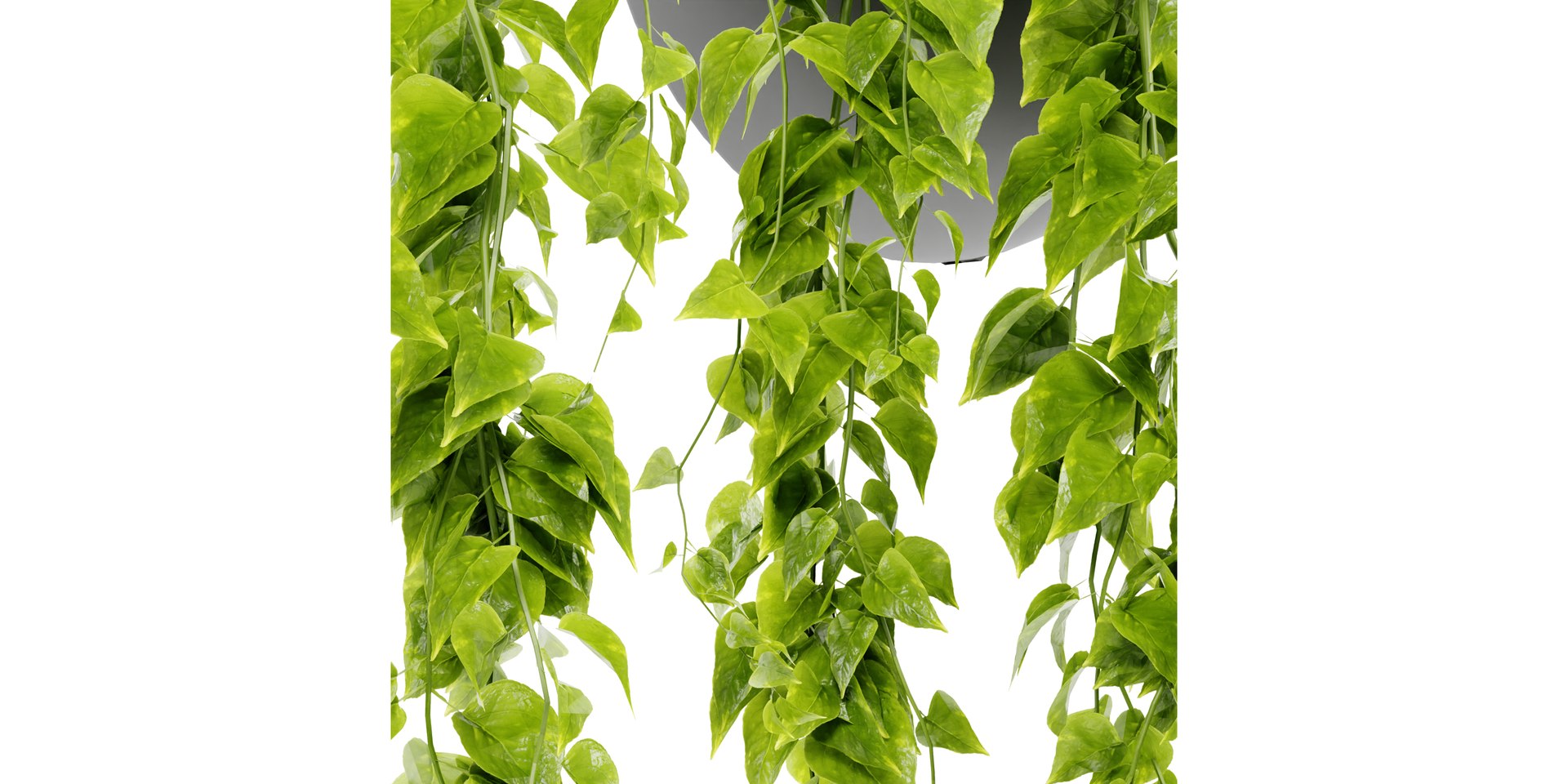 3D Collection Plant Vol 433 - Blender Model Model - TurboSquid 2097127