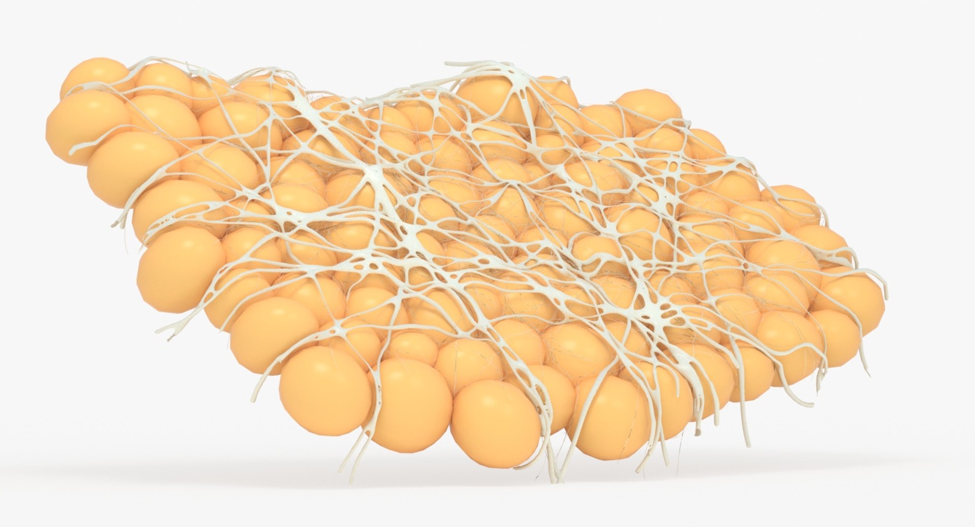 3D Fat Cells - TurboSquid 1365143