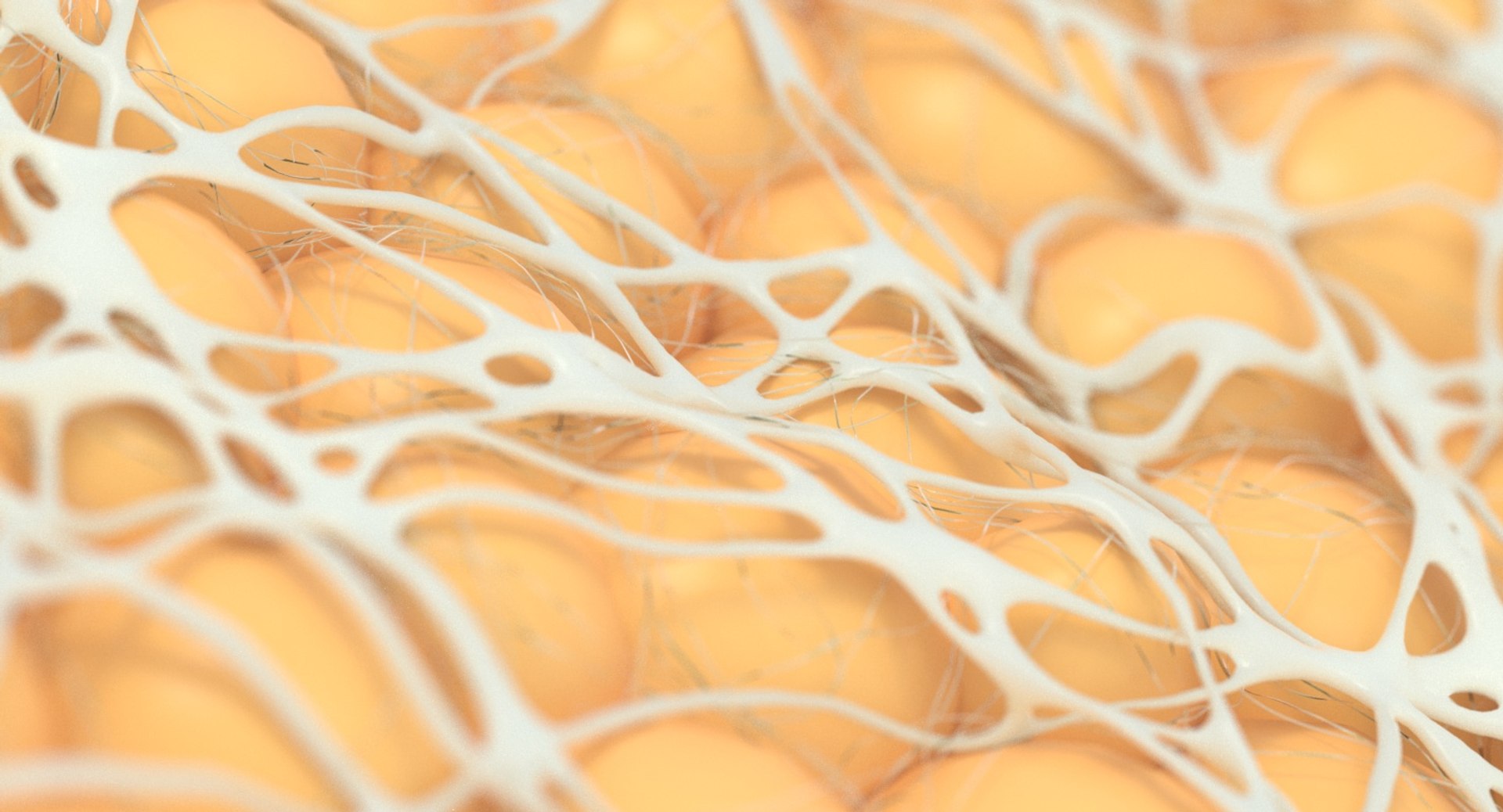3D Fat Cells - TurboSquid 1365143