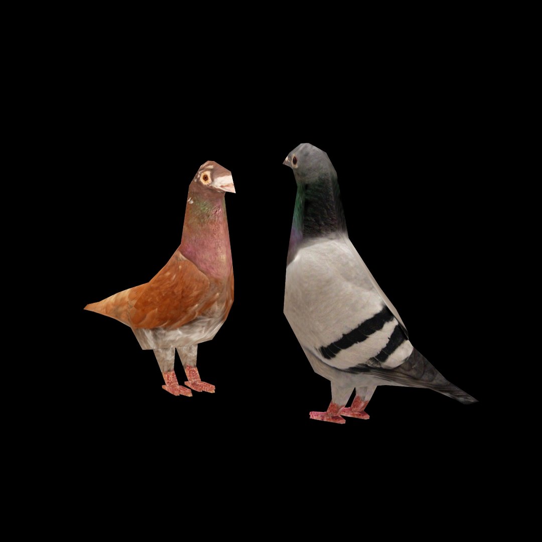 3d Model Birds Pigeons
