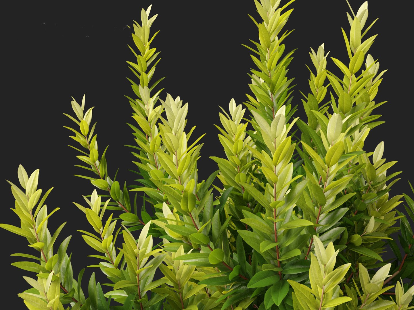 3D Illicium Parviflorum Florida Sunshine Model - TurboSquid 2204335