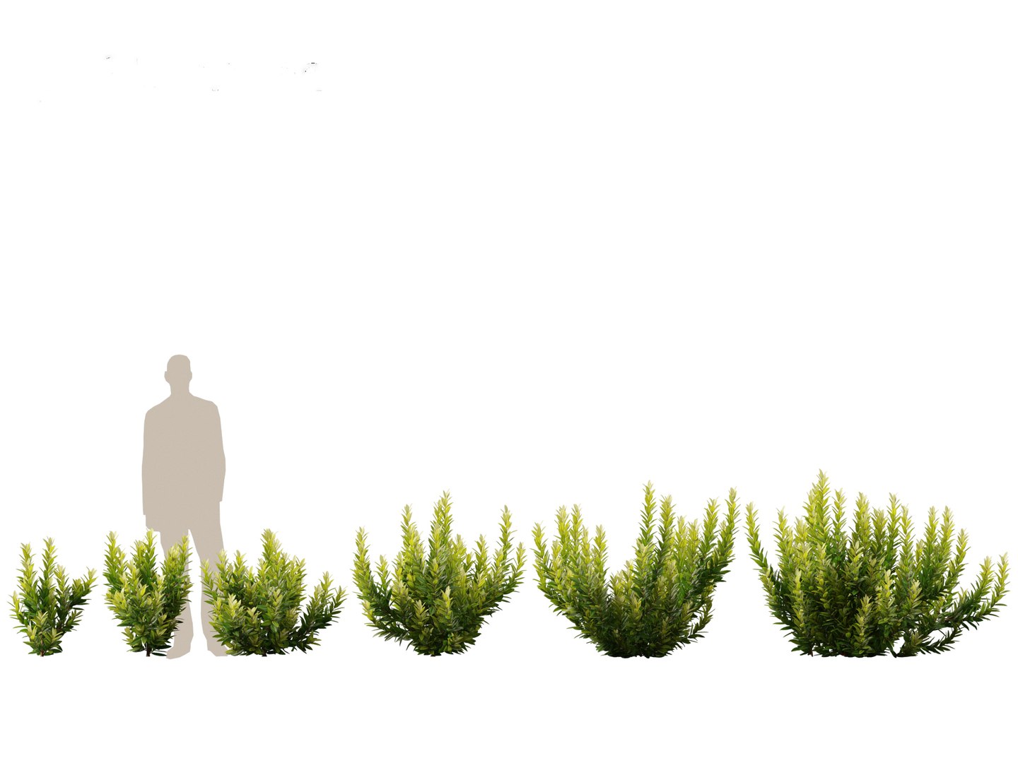 3D Illicium Parviflorum Florida Sunshine Model - TurboSquid 2204335