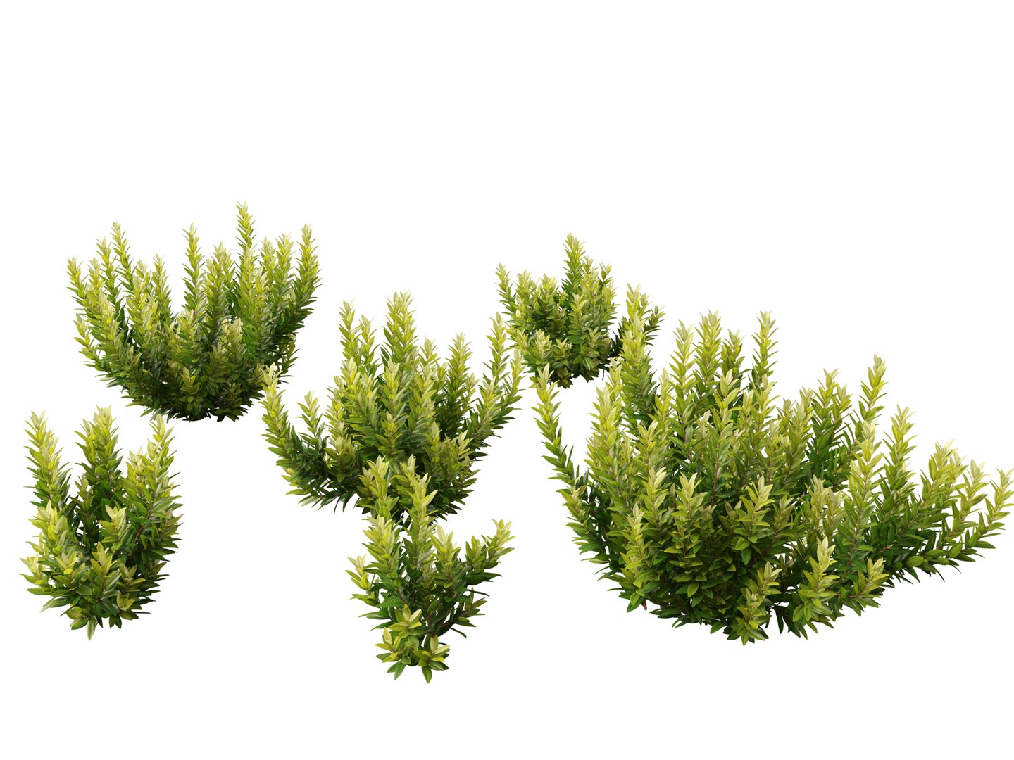 3D Illicium Parviflorum Florida Sunshine Model - TurboSquid 2204335