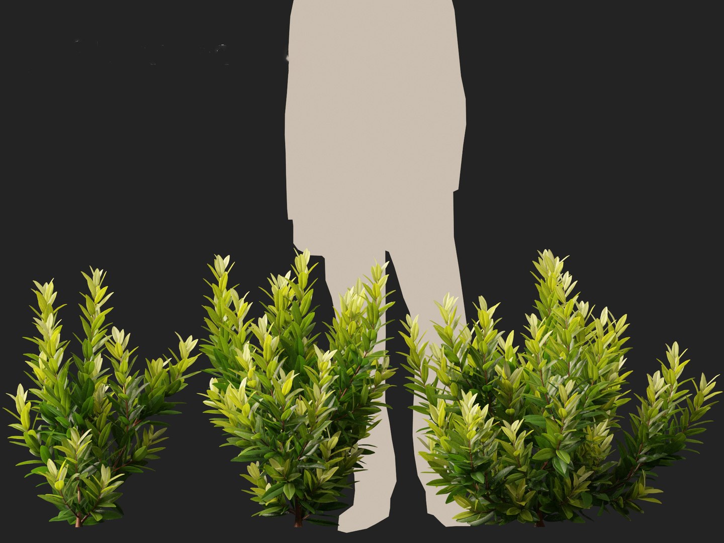 3D Illicium Parviflorum Florida Sunshine Model - TurboSquid 2204335