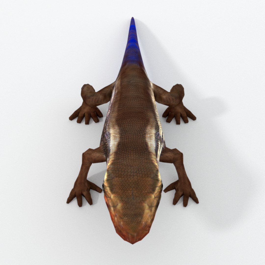 3D Scratched Skink Model - TurboSquid 1346774