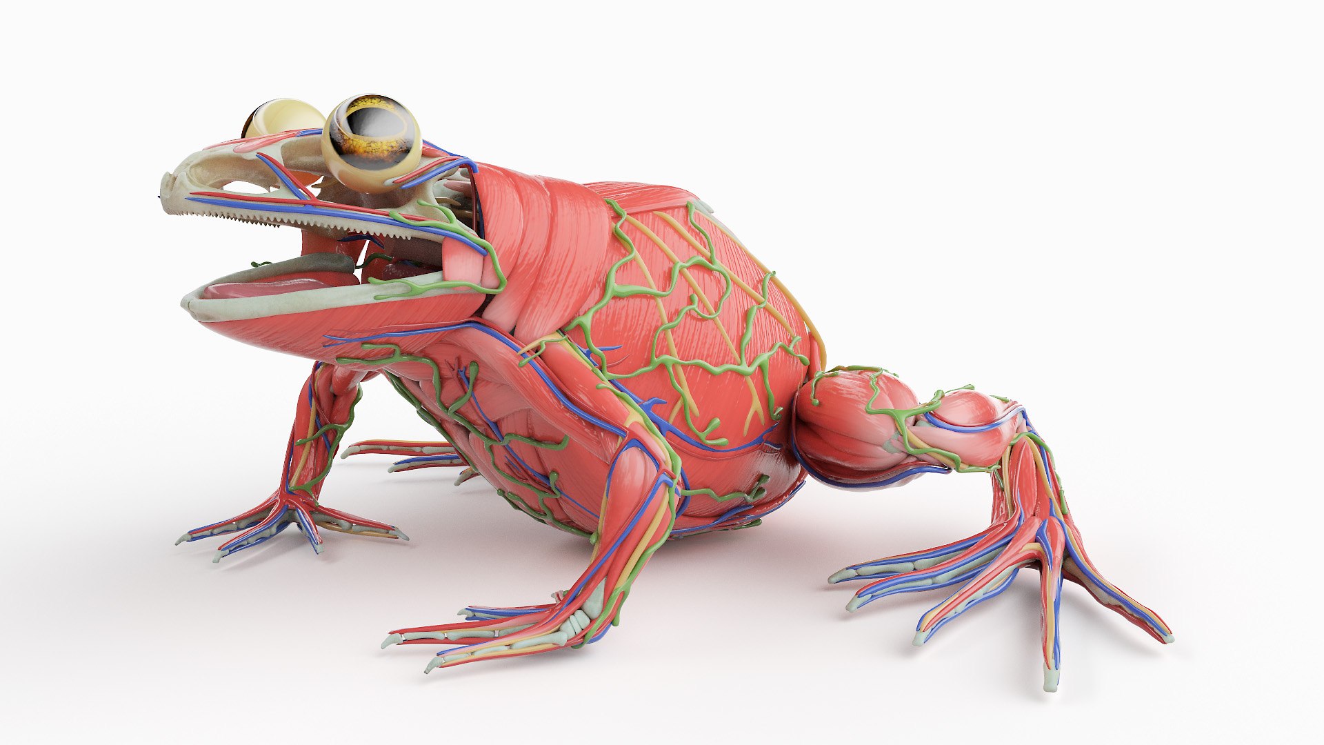 frog anatomy 3d