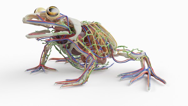 Full Frog Anatomy Static 3D - TurboSquid 1905854