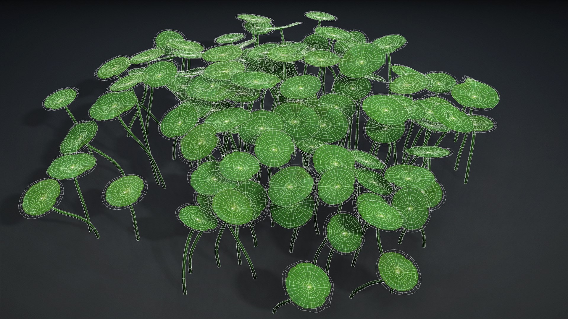 3D Hydrocotyle Vulgaris Model - TurboSquid 2282842