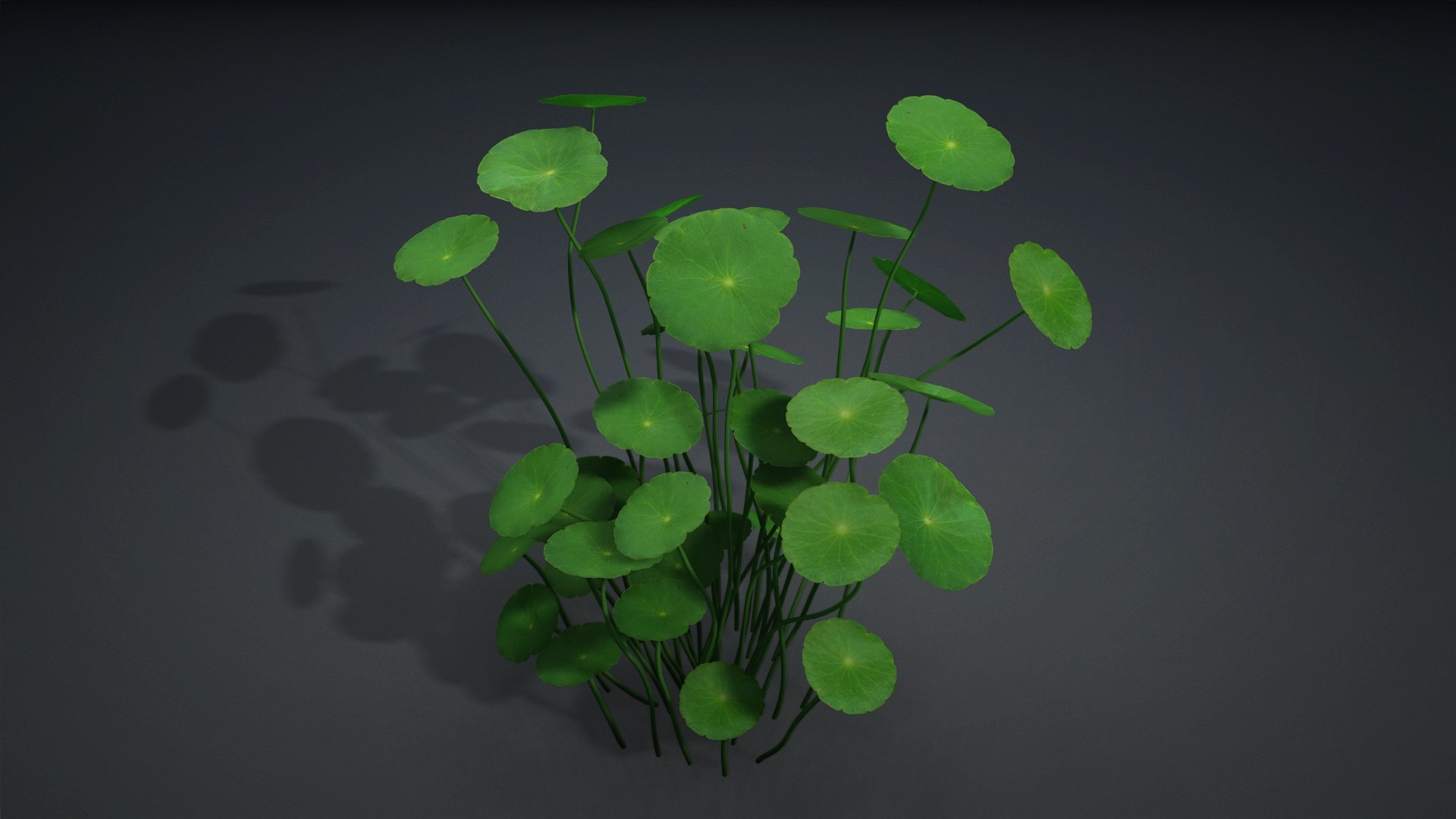 3D Hydrocotyle Vulgaris Model - TurboSquid 2282842