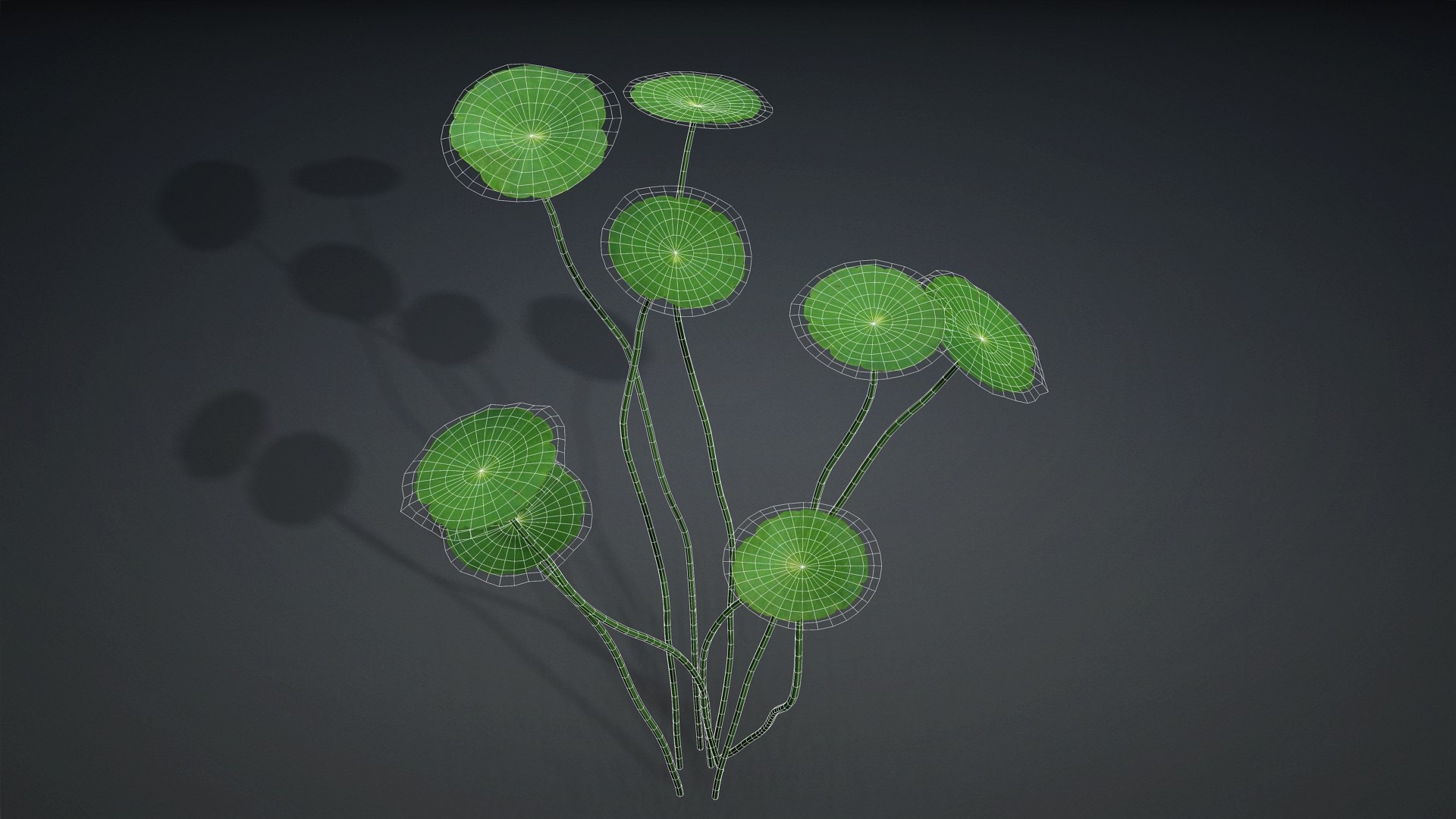 3D Hydrocotyle Vulgaris Model - TurboSquid 2282842