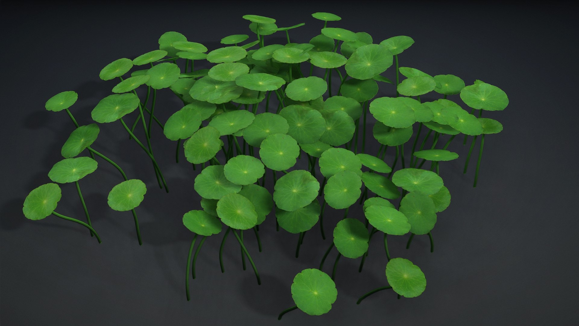3D Hydrocotyle Vulgaris Model - TurboSquid 2282842