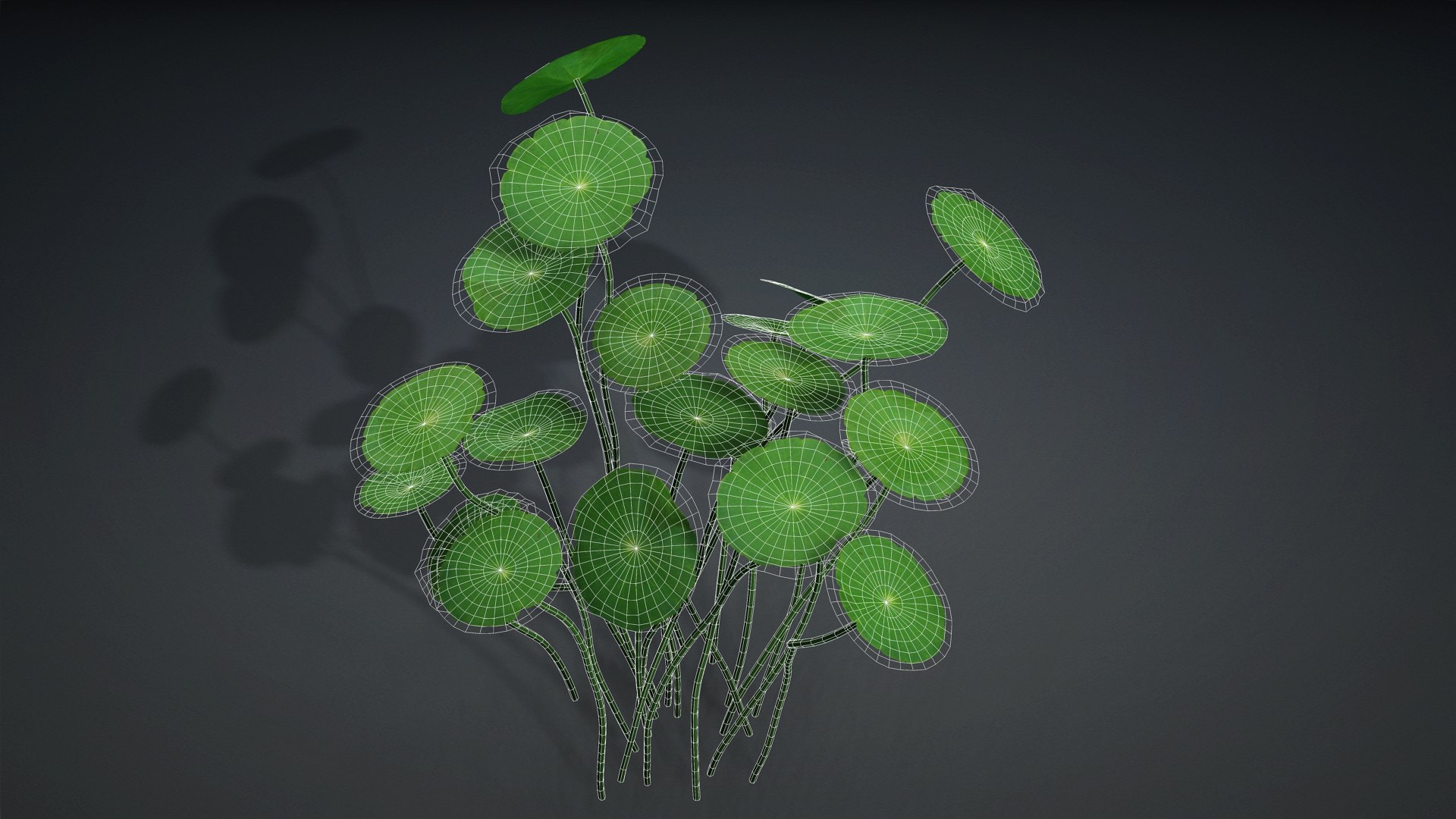 3D Hydrocotyle Vulgaris Model - TurboSquid 2282842