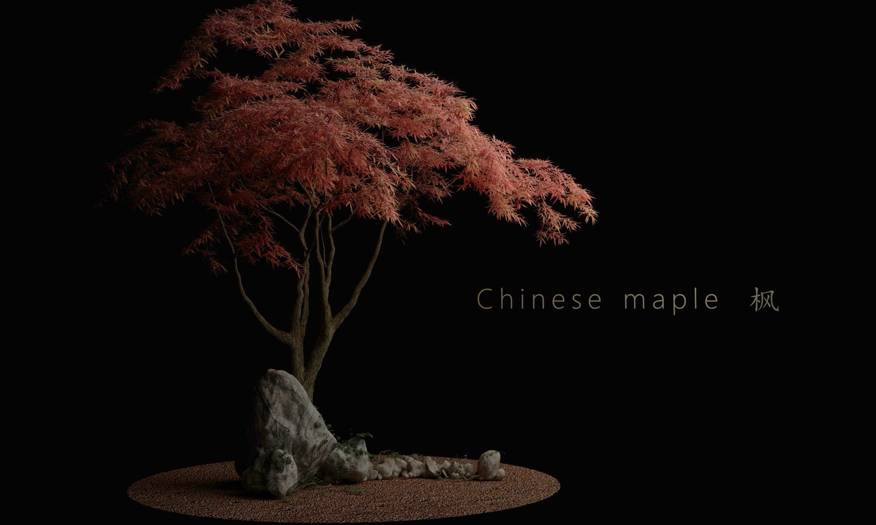 3D Chinese Maple - TurboSquid 1852699