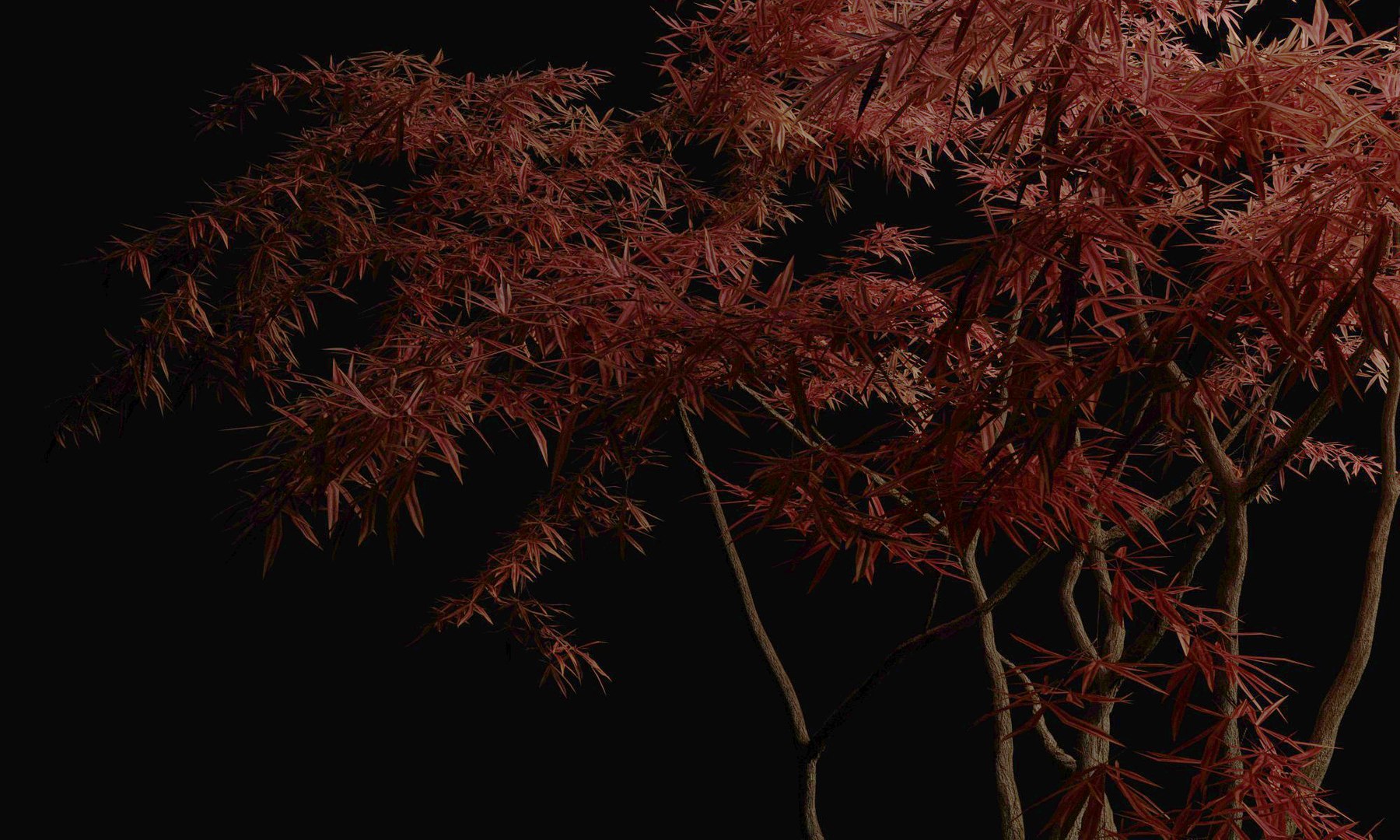 3D Chinese Maple - TurboSquid 1852699