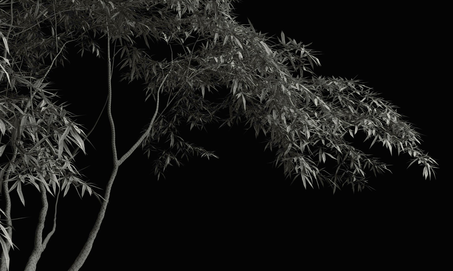 3D Chinese Maple - TurboSquid 1852699