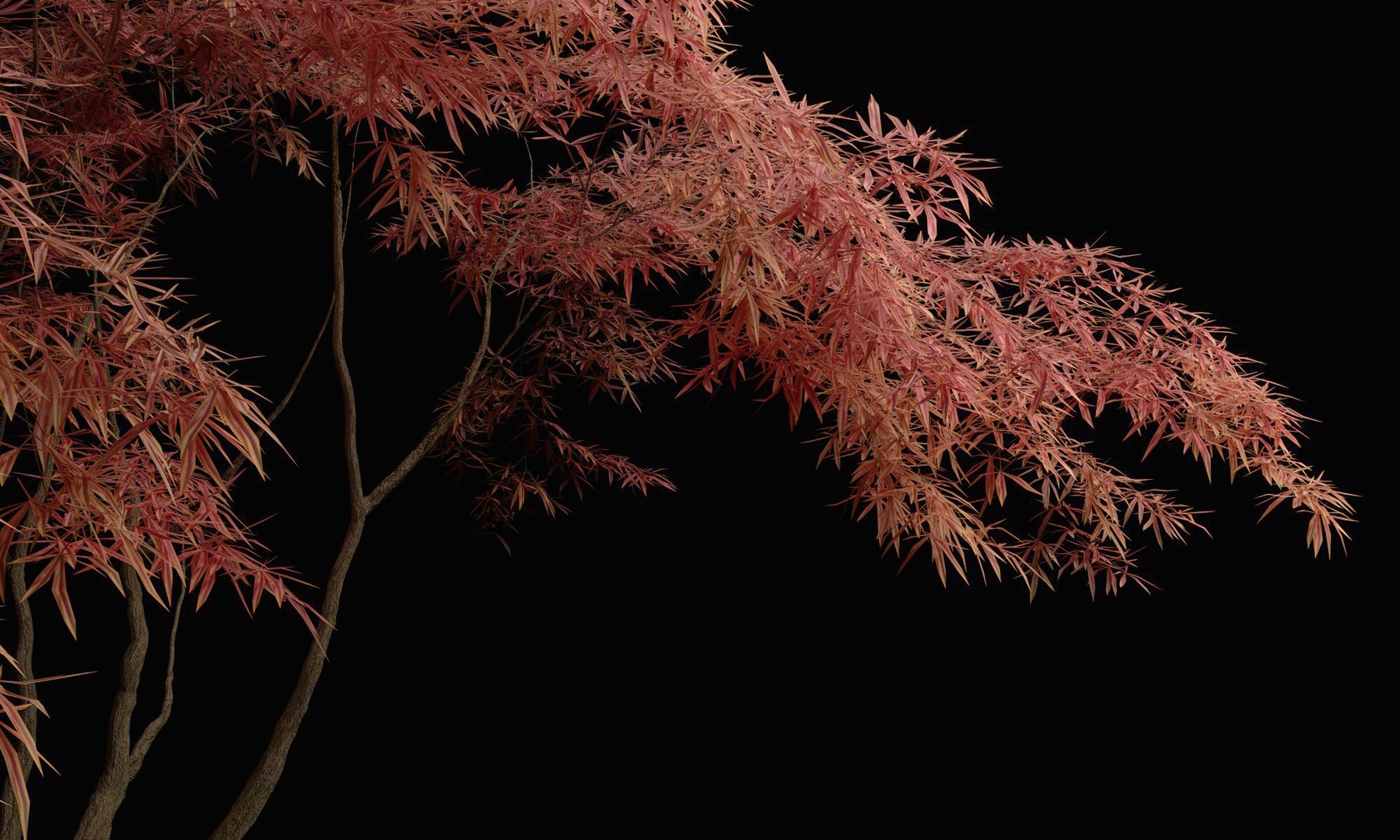 3D Chinese Maple - TurboSquid 1852699