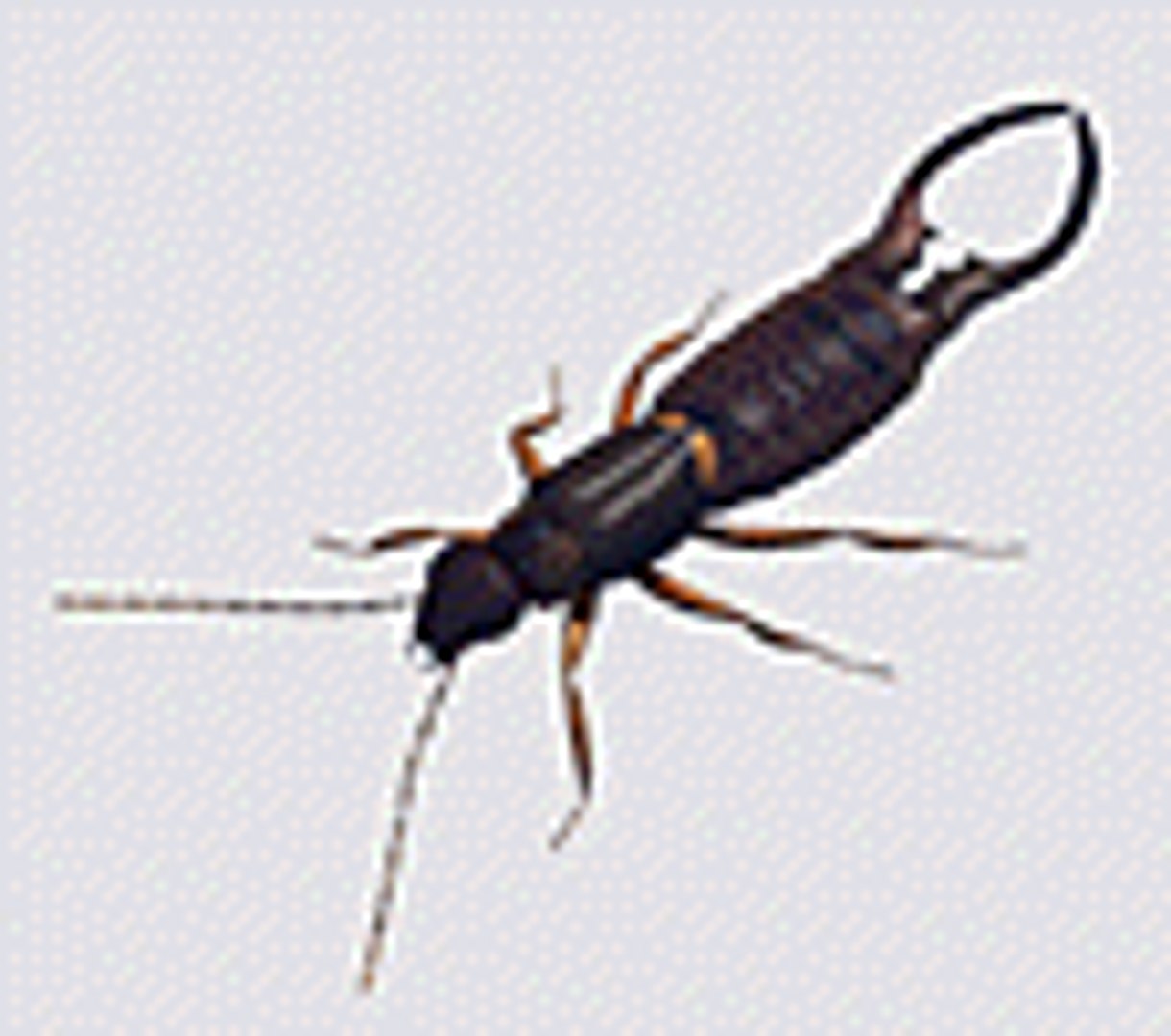 Earwig 3d Model