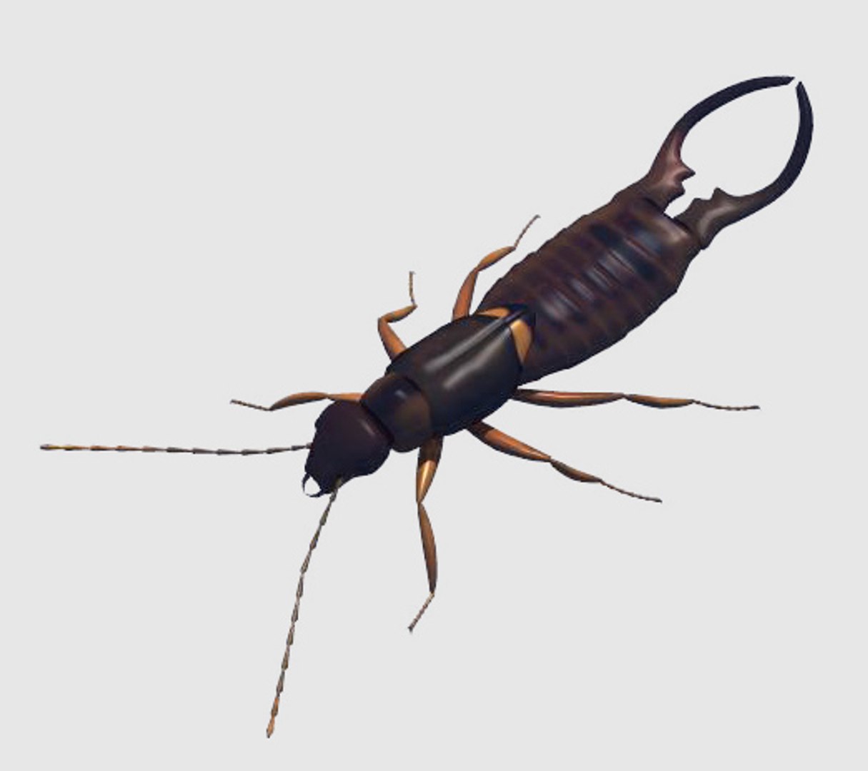 Earwig 3d Model