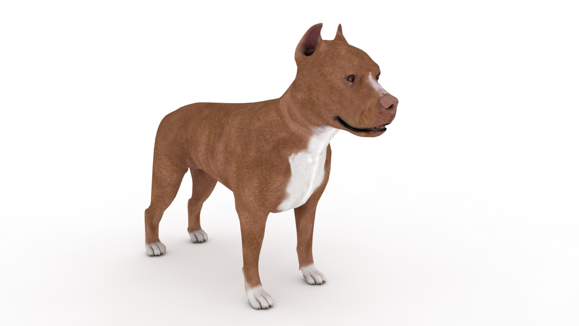 3D Pitbull - TurboSquid 2021976
