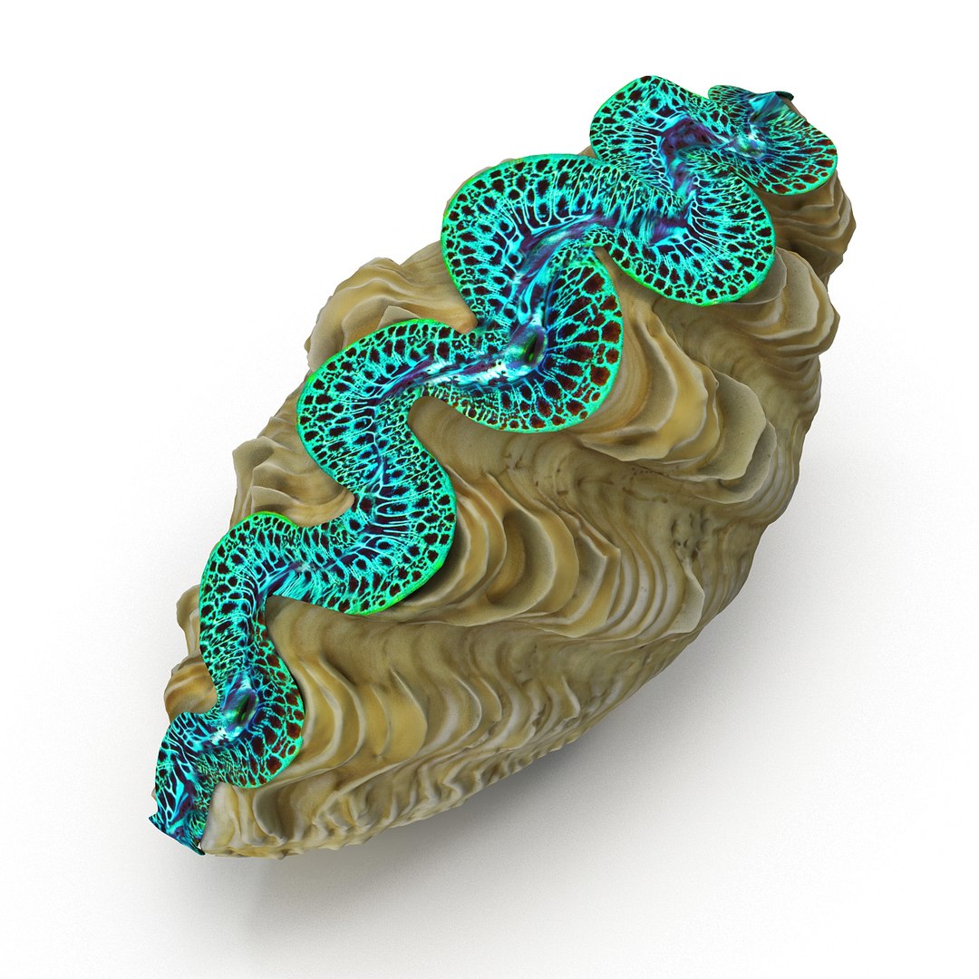 Tridacna Maxima Clam 3d Max