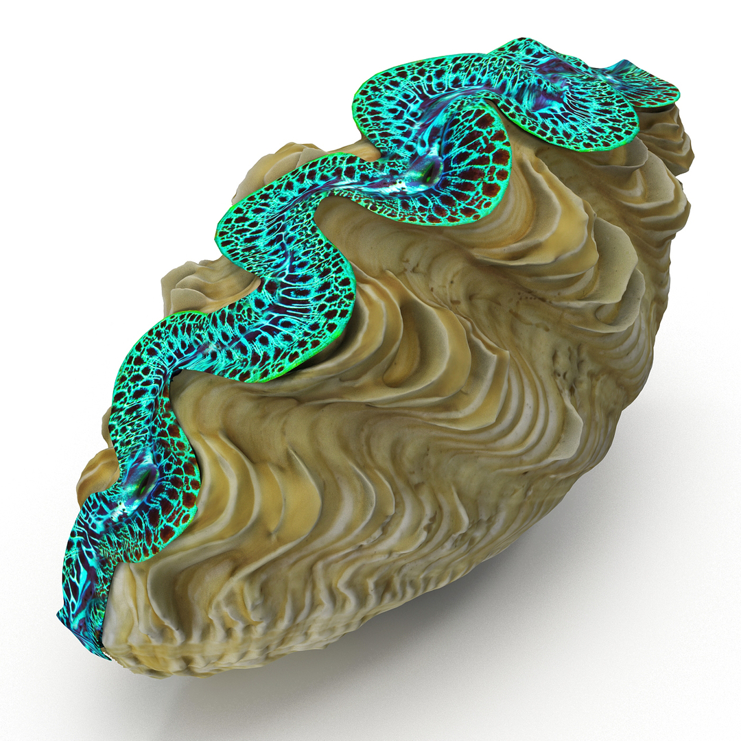 tridacna maxima clam 3d max