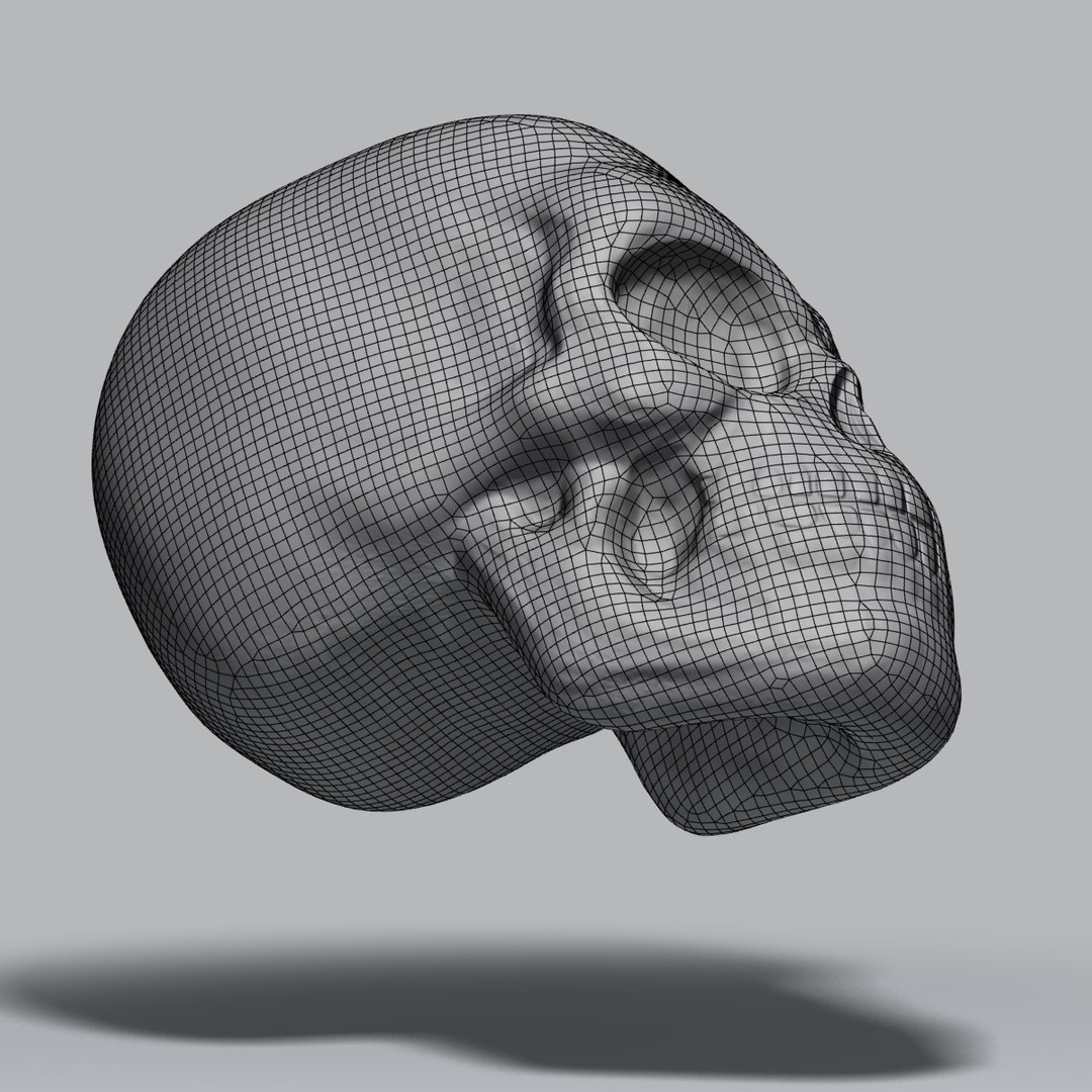 3d model human skull