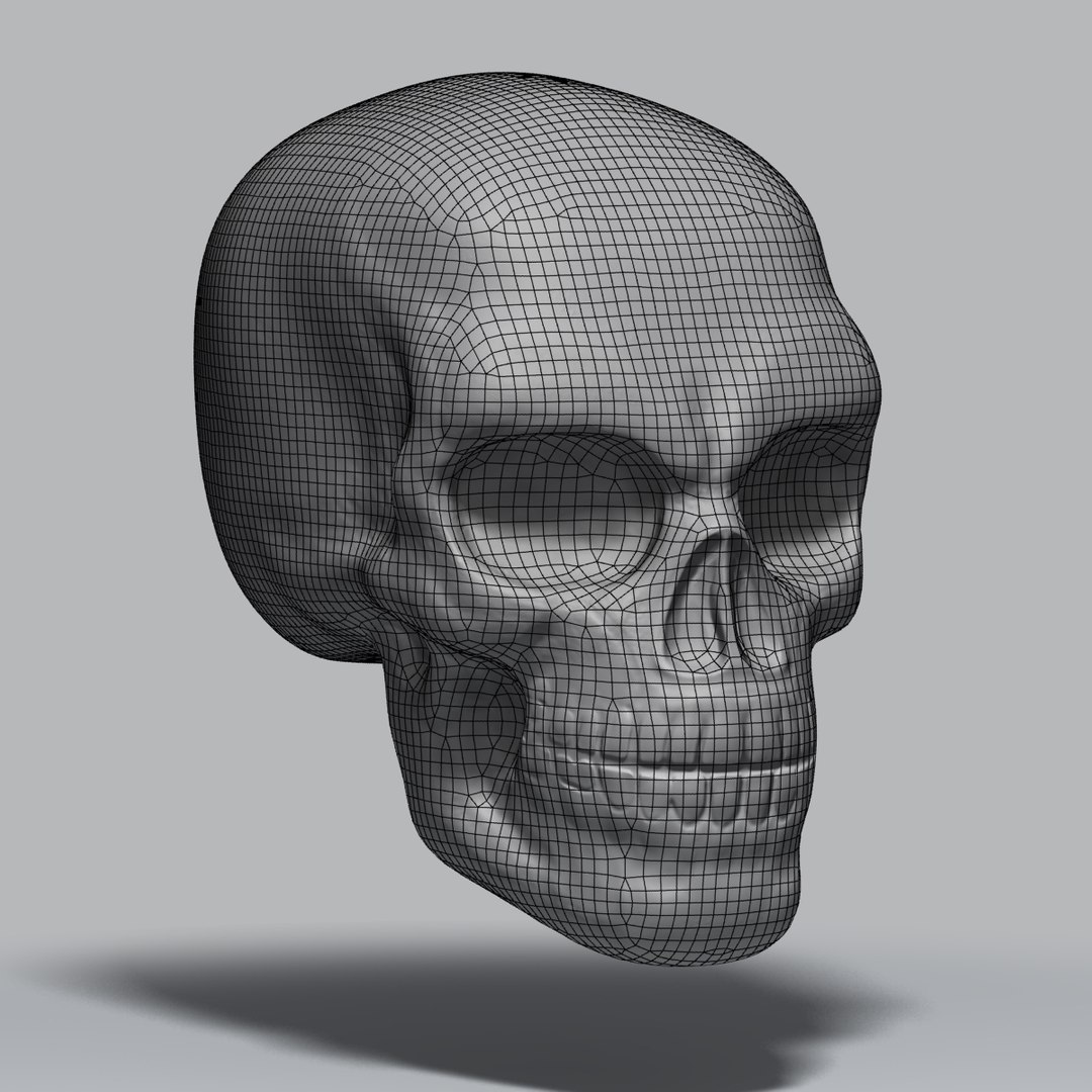3d model human skull